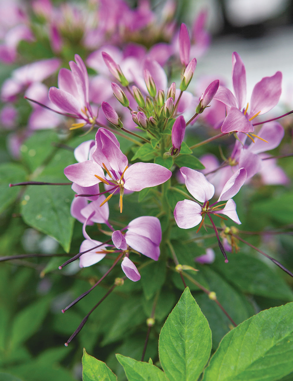 INDIVIDUAL PLANTS — Springbank Greenhouses