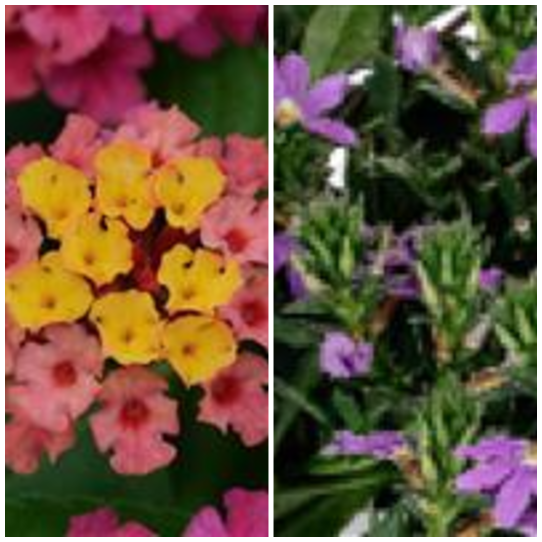 SCAEVOLA AND LANTANA HANGING BASKET - 12" (30cm) WIDE AND 7" (18cm) DE ...