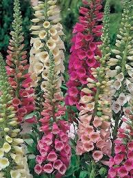 DIGITALIS FOXY (FOXGLOVE) - 1 Gallon — Springbank Greenhouses