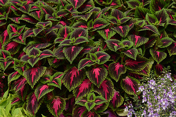 COLEUS FRENCH QUARTER - 4" — Springbank Greenhouses