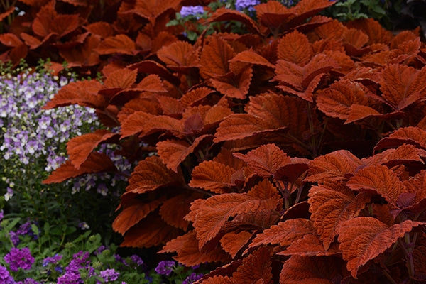 COLEUS INFERNO - 4" — Springbank Greenhouses