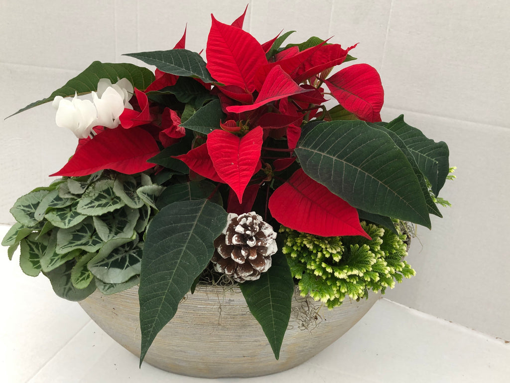 MIXED PLANTERS — Springbank Greenhouses